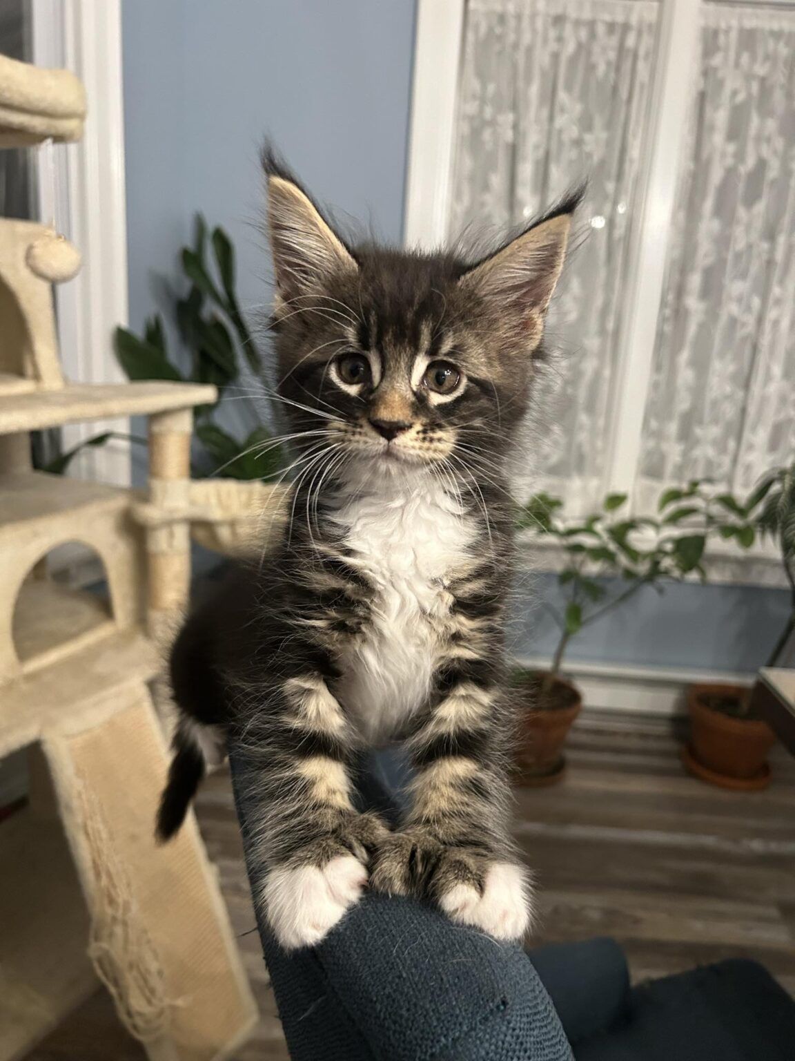 Maine Coons - Kennebec County, ME | Maine Coon Breeders